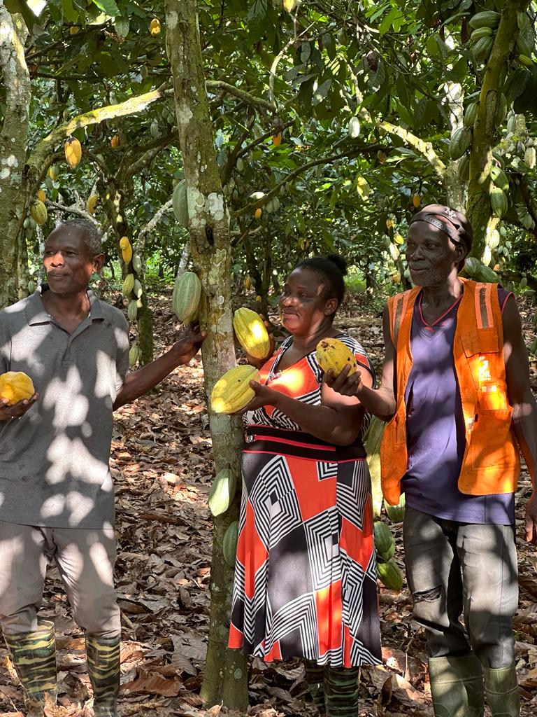Cocoa Essence: Ghana's Sweet Journey From Farm To Bar | Gold Coast XP